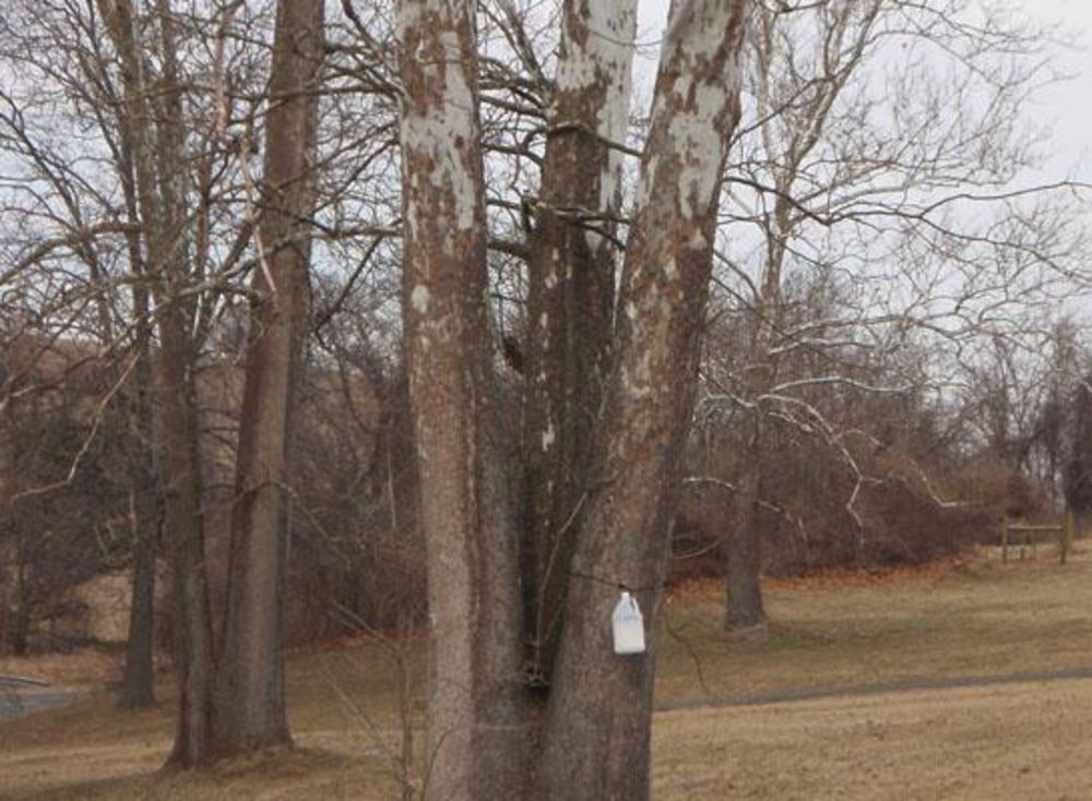 The Sycamore Tree | Smoky Lake Maple Products, LLC