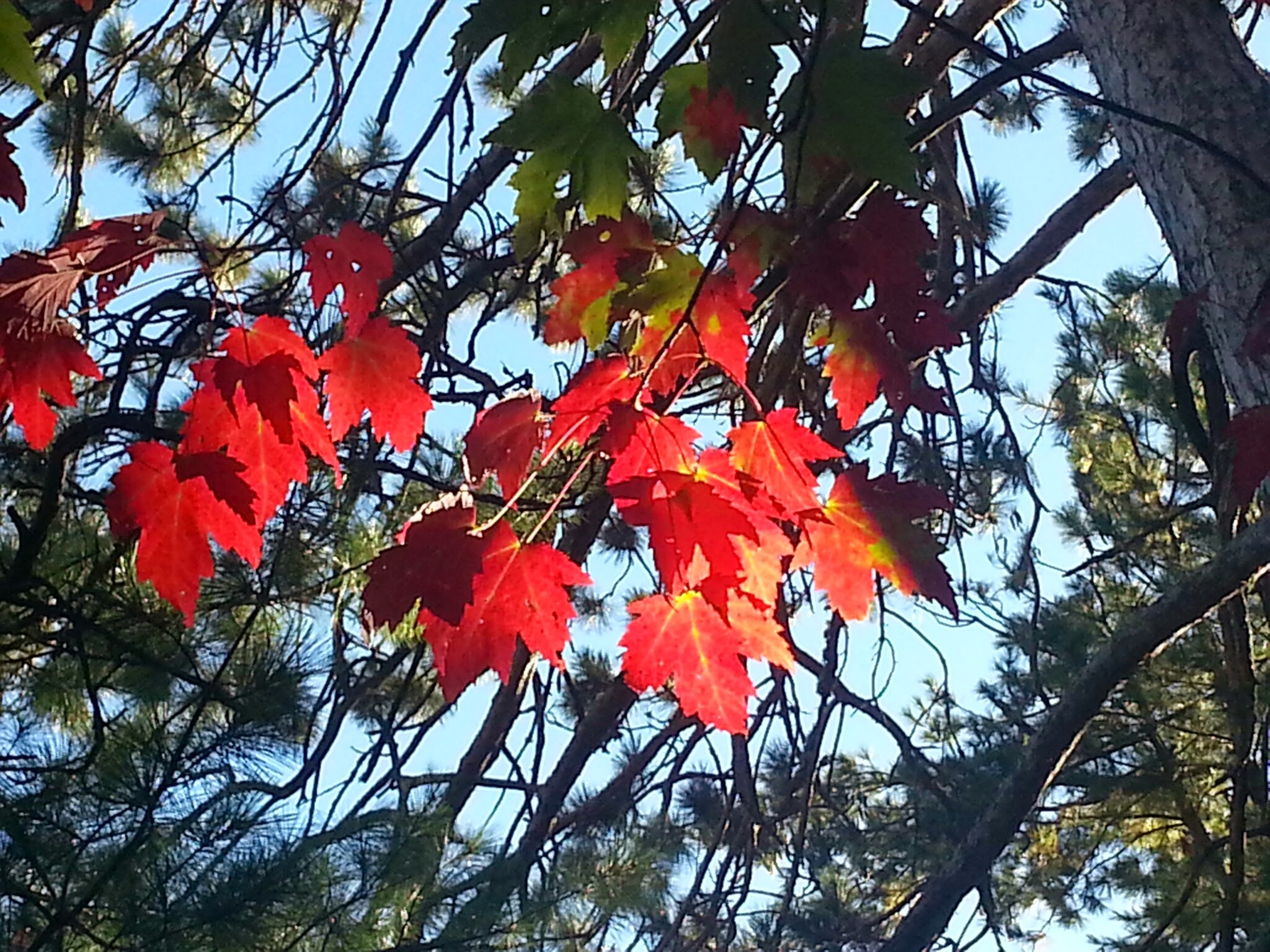 Is It Time to Embrace the Red Maple? | Smoky Lake Maple Products, LLC