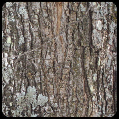 How to Make Maple Syrup | Smoky Lake Maple Products