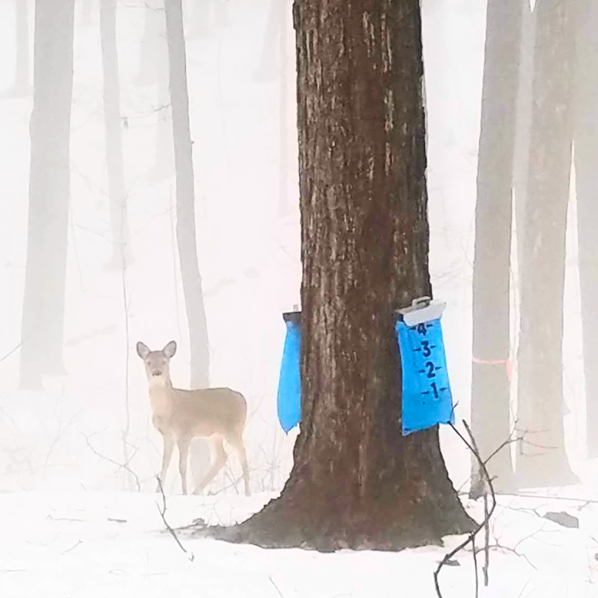 Smoky Lake Bucket and Bag Spouts, 25-Pack (With Tapping Bandolier ...