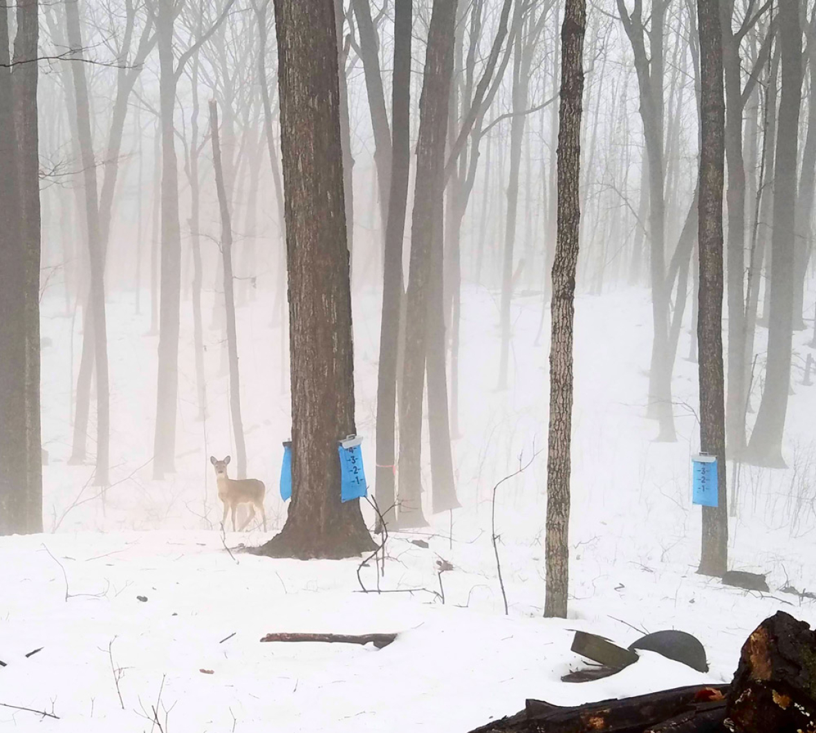 Sap Collection Bag Options | Smoky Lake Maple Products, LLC