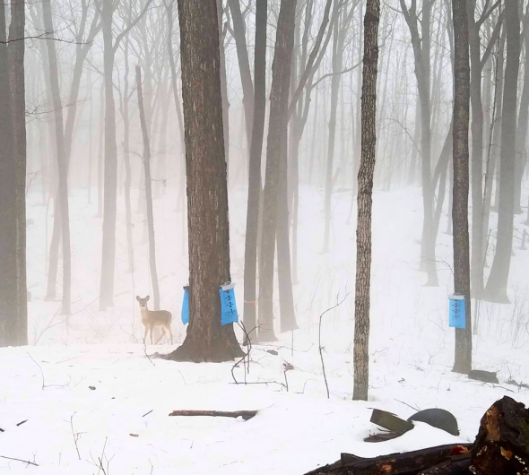 Sap Collection Bag Options | Smoky Lake Maple Products, LLC