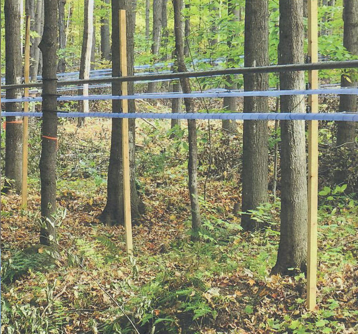 1" Mainline, 500' Roll, Without Spool, PICK UP ONLY | Smoky Lake Maple ...