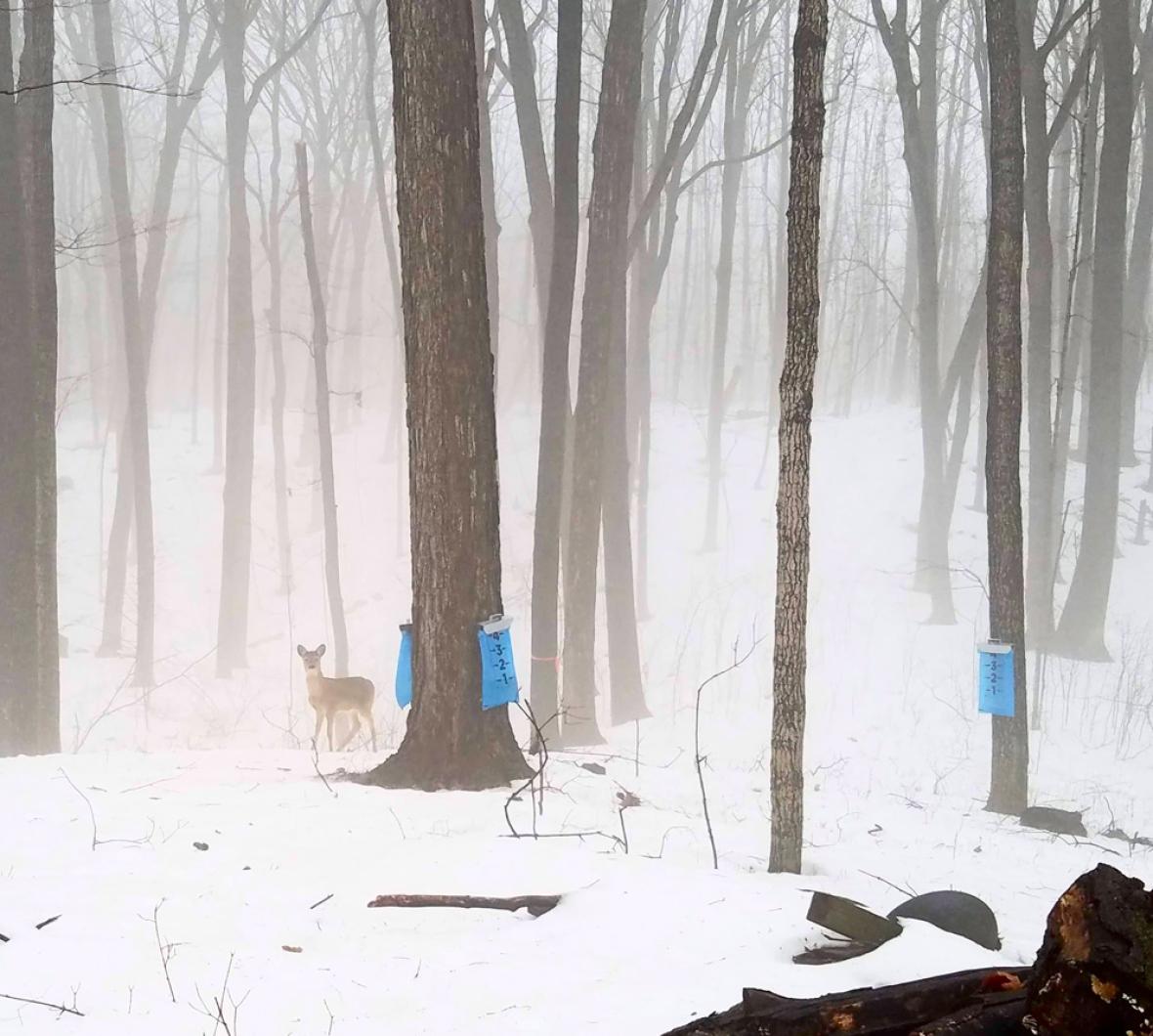 Beginner Tree Tapping Kit (5 SS Taps + 5 Bag Holders + 5 Disposable ...