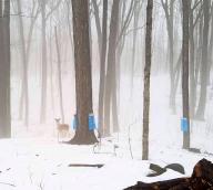 Beginner Tree Tapping Kit (5 SS Taps + 5 Bag Holders + 5 Disposable ...