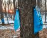 Beginner Tree Tapping Kit (5 SS Taps + 5 Bag Holders + 5 Disposable ...